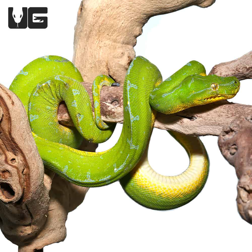 Sorong Green Tree Pythons (Morelia viridis) For Sale - Underground Reptiles