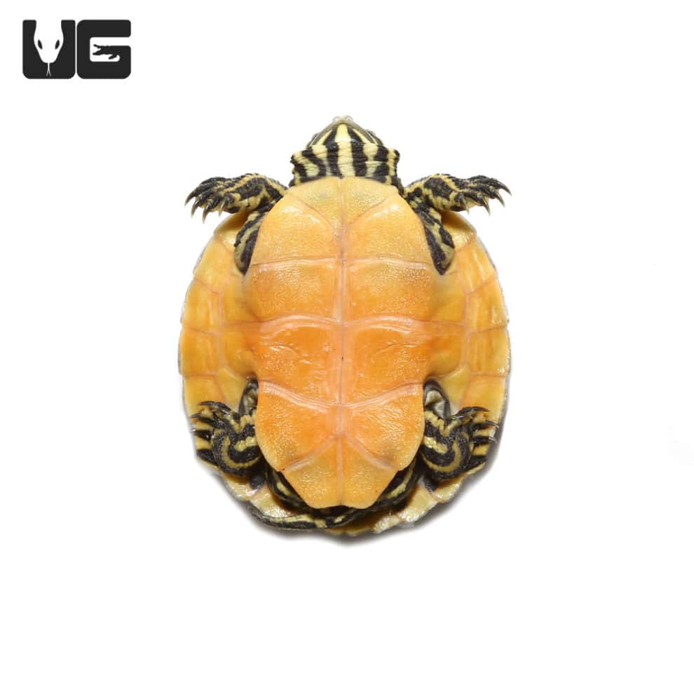 Florida Red Belly Slider Turtles For Sale - Underground Reptiles