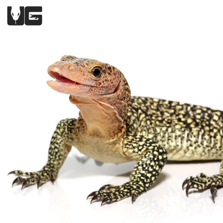 Mangrove Monitors For Sale - Underground Reptiles