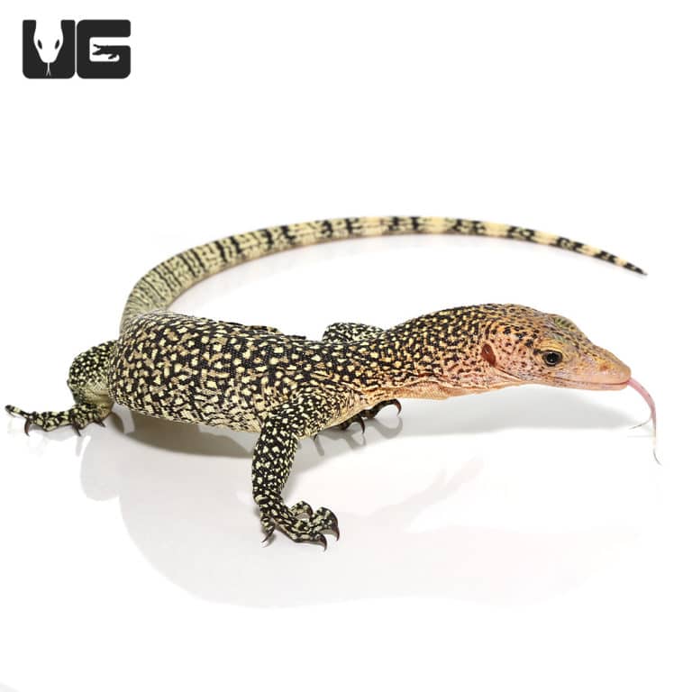 Mangrove Monitors For Sale - Underground Reptiles