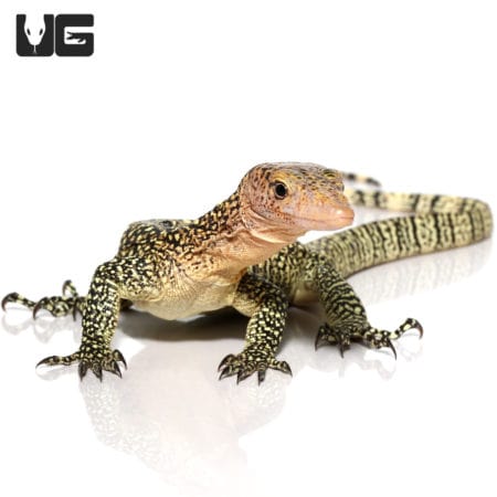 Mangrove Monitors For Sale - Underground Reptiles