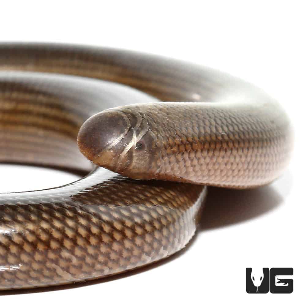 Black And White Worm Lizard for sale - Underground Reptiles