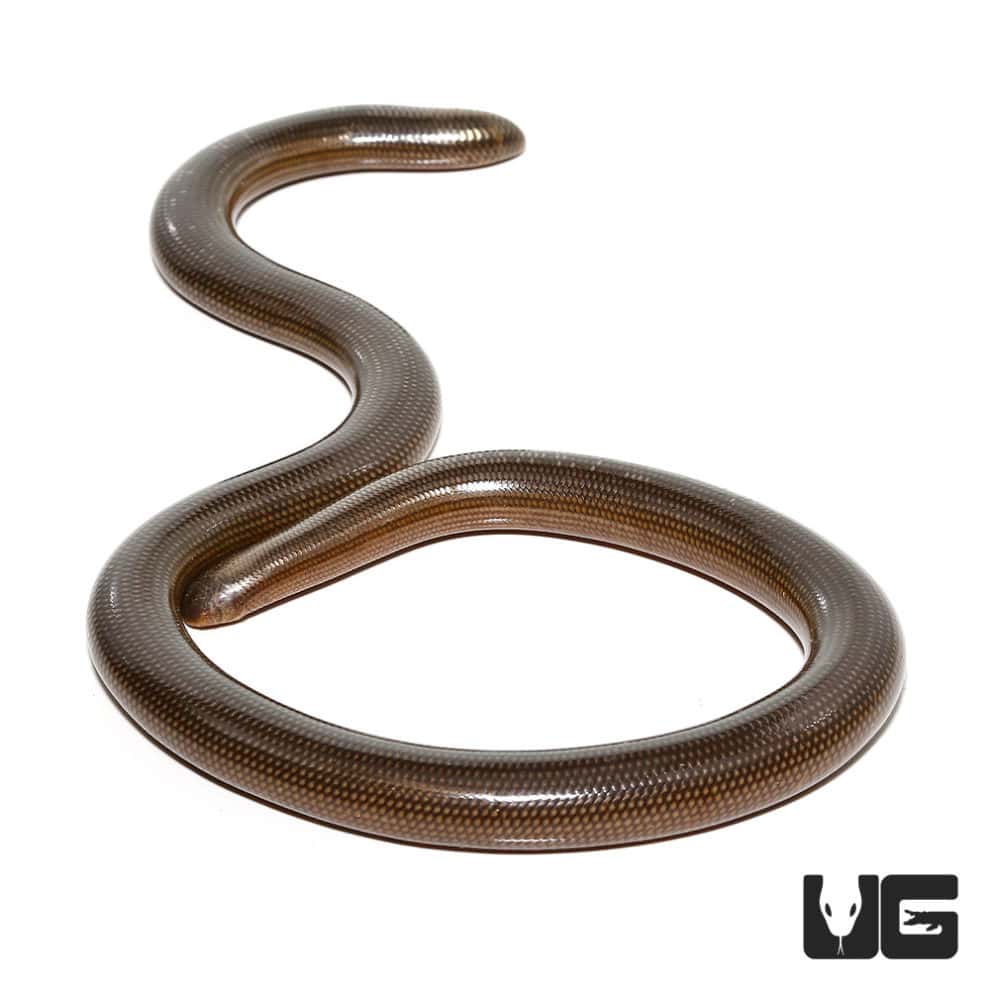Black And White Worm Lizard for sale - Underground Reptiles