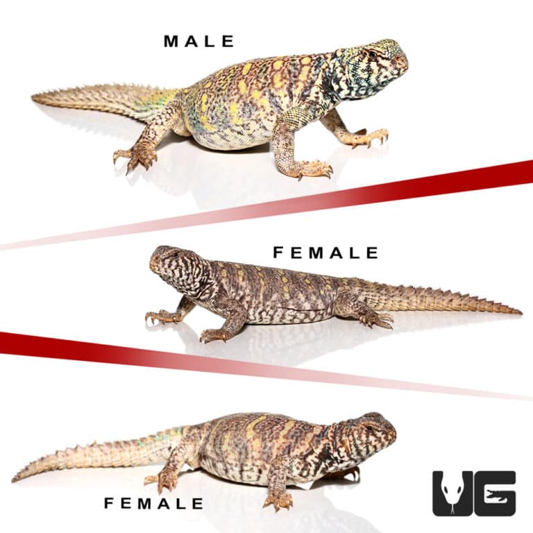 Ornate Uromastyx For Sale - Underground Reptiles