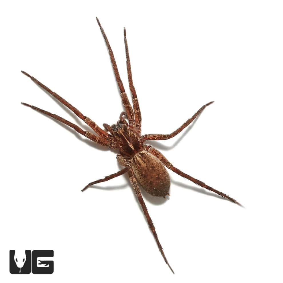 Field Wolf Spiders for sale - Underground Reptiles