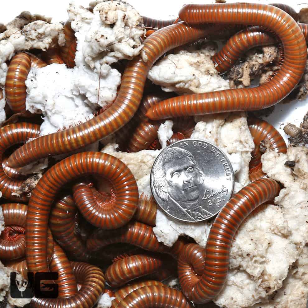 Centipedes, Millipedes and More For Sale - Underground Reptiles
