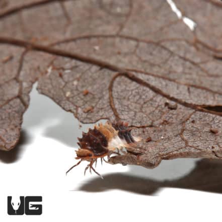 Thai Spikey Isopod - Underground Reptiles