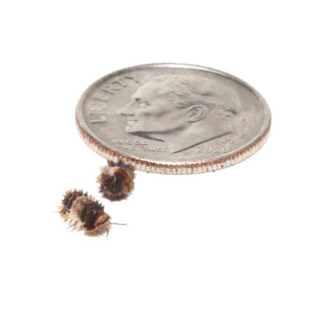 Thai Spikey Isopod - Underground Reptiles