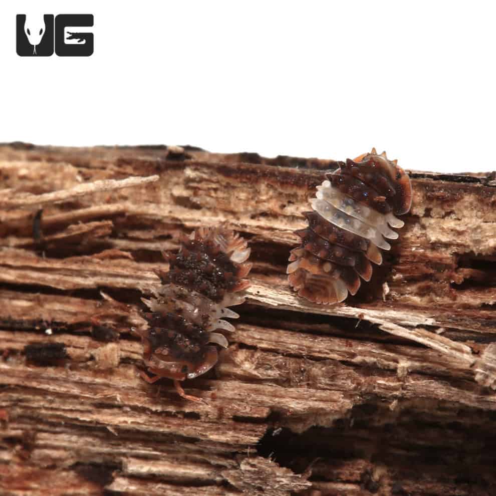 Thai Spikey Isopod - Underground Reptiles