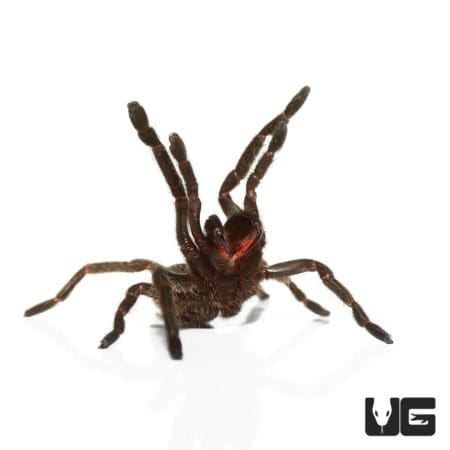 Thai Black Tarantulas For Sale - Underground Reptiles