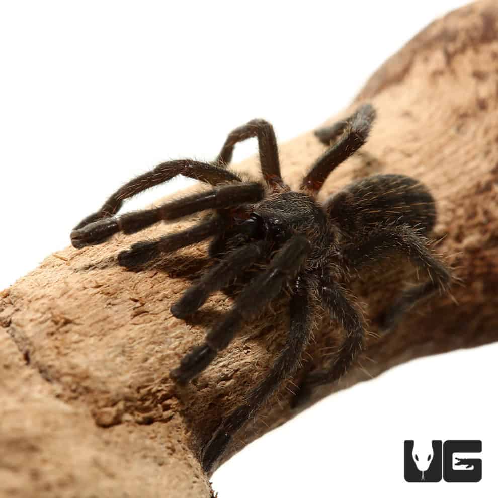 Thai Black Tarantulas For Sale - Underground Reptiles