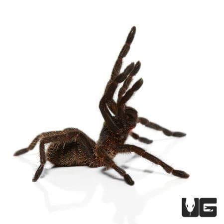 Thai Black Tarantulas For Sale - Underground Reptiles