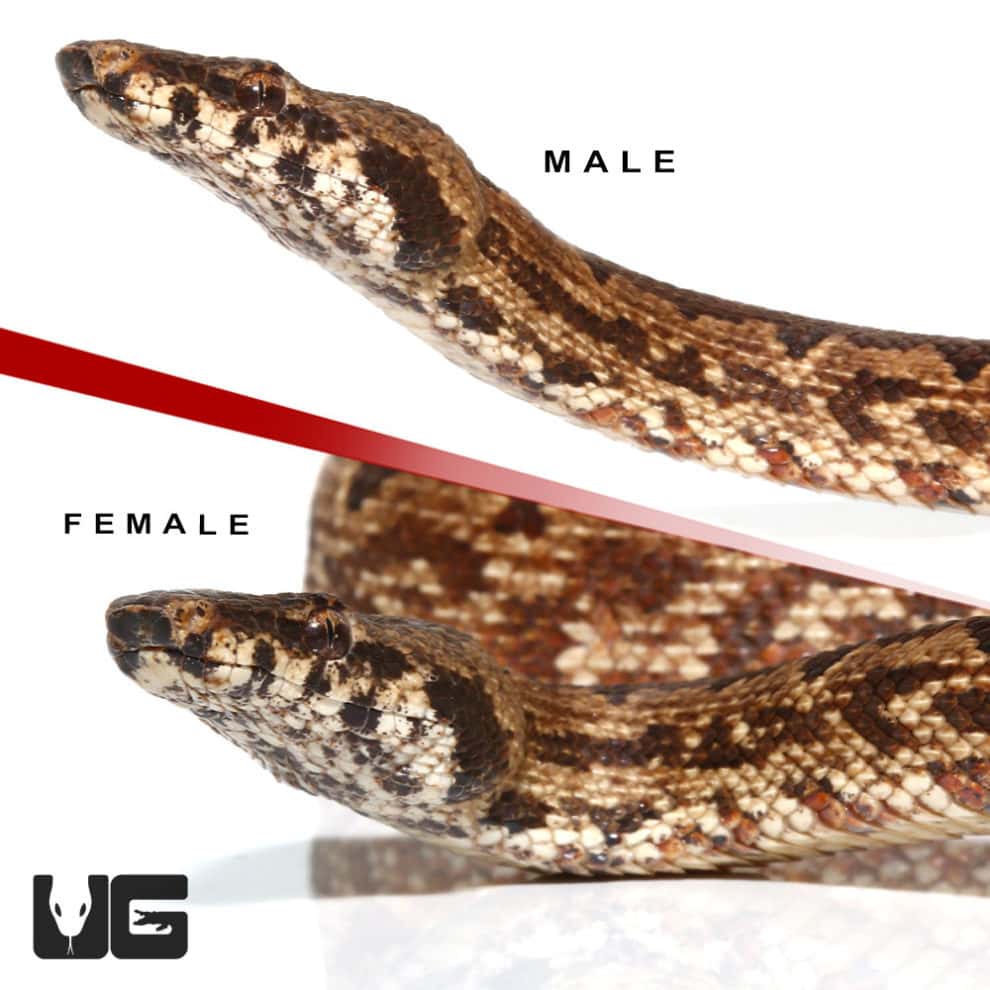 White San Isabel Ground Boa Pair #2 (Candoia carinata paulsoni) For ...