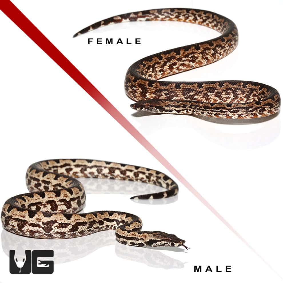 White San Isabel Ground Boas (Candoia carinata paulsoni) For Sale ...