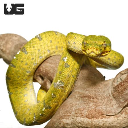 Adult Aru Green Tree Python for sale - Underground Reptiles