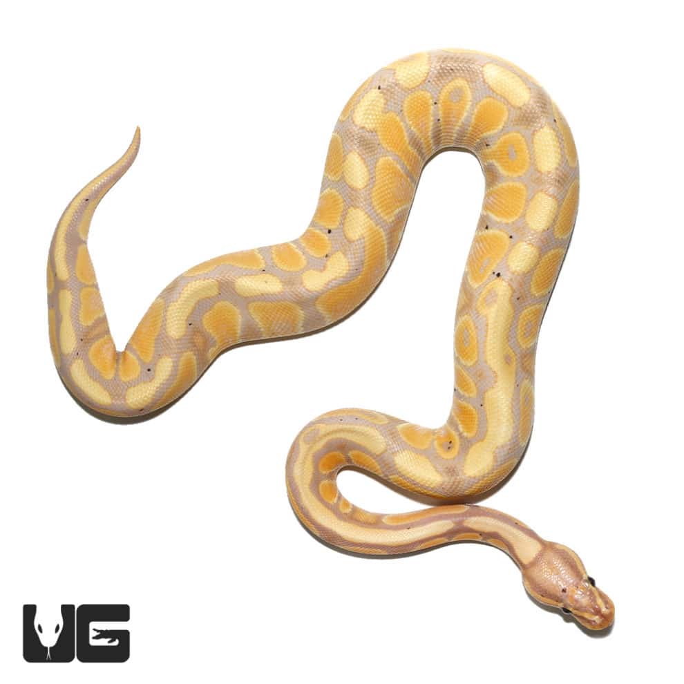 Baby Banana Leopard Pastel Yellowbelly Ball Python For Sale ...