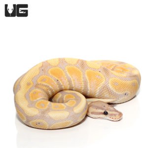 Baby Banana Leopard Pastel Yellowbelly Ball Python For Sale ...