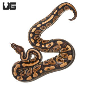Ball Pythons For Sale - Underground Reptiles