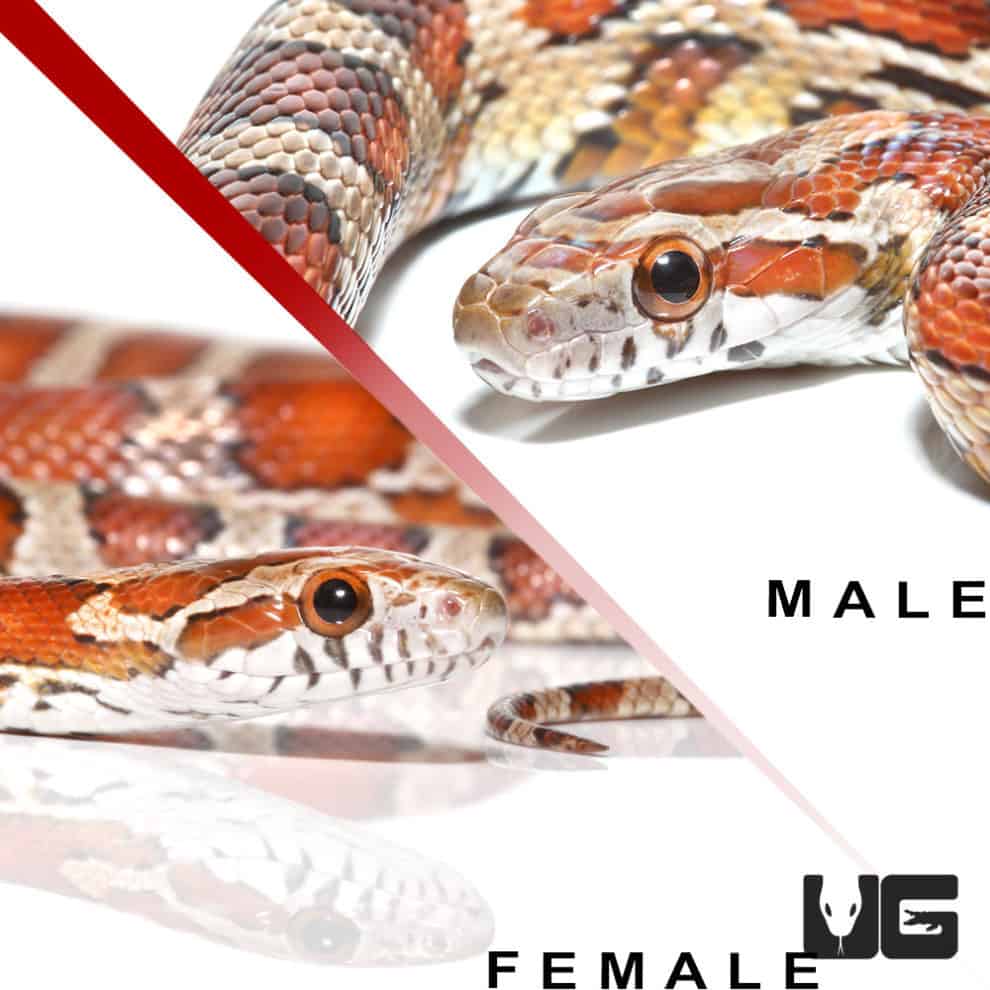 All Snakes For Sale - Underground Reptiles