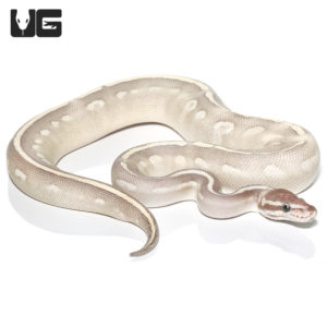 Baby Bamboo Spider Ball Python For Sale - Underground Reptiles