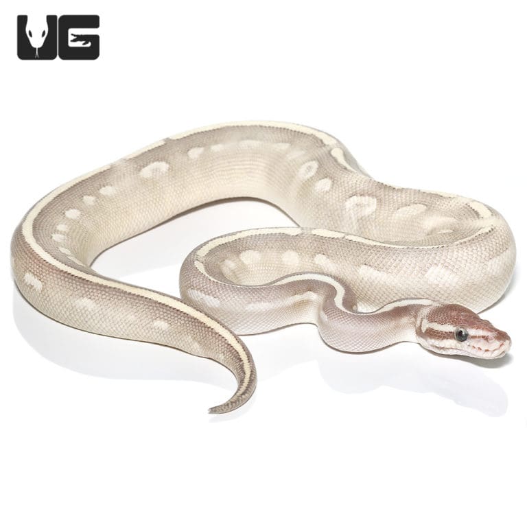 Baby Bamboo Spider Ball Python For Sale - Underground Reptiles