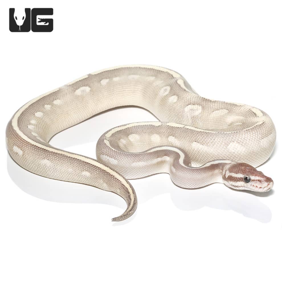 Baby Bamboo Spider Ball Python For Sale - Underground Reptiles