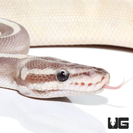 Baby Bamboo Spider Ball Python For Sale - Underground Reptiles