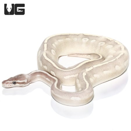Baby Bamboo Spider Ball Python For Sale - Underground Reptiles