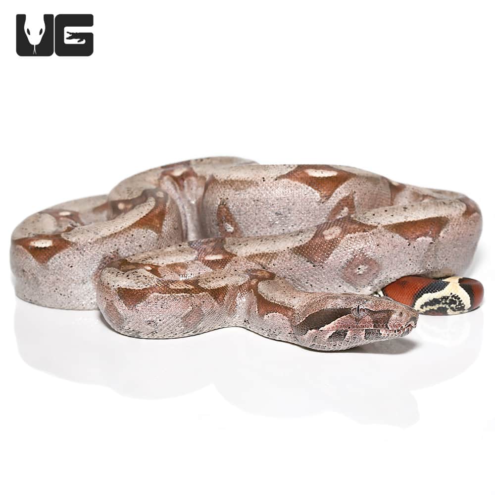 High Pink Redtail Boa (Boa c. constrictor) For Sale - Underground Reptiles