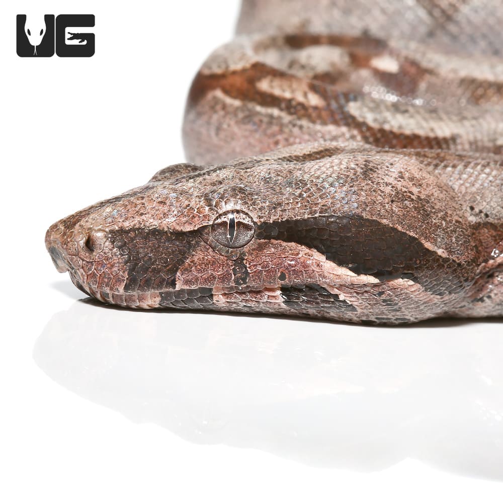 High Pink Redtail Boa (Boa c. constrictor) For Sale - Underground Reptiles