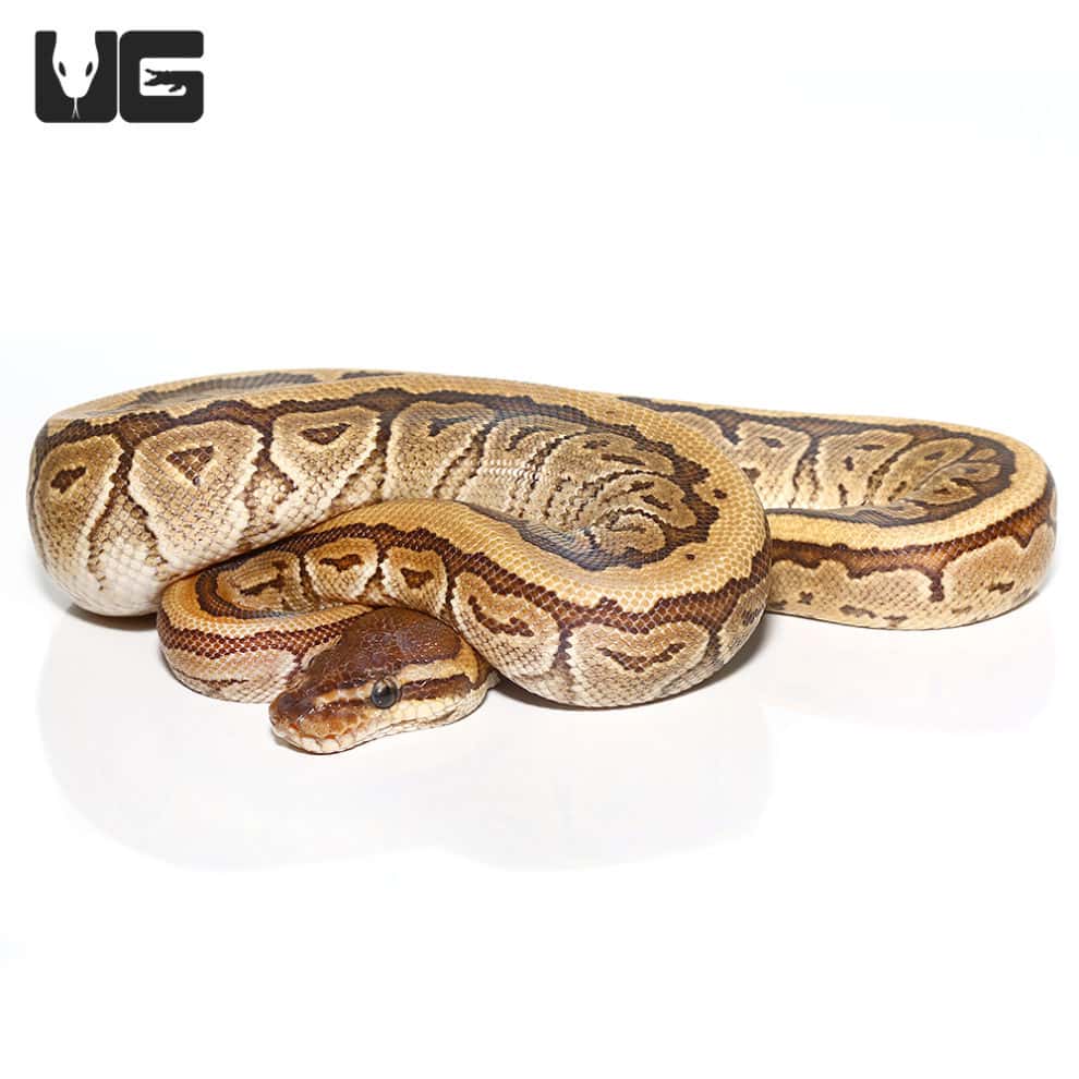 Baby Bamboo Spider Ball Python For Sale - Underground Reptiles