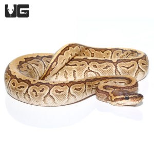 Baby Bamboo Spider Ball Python For Sale - Underground Reptiles