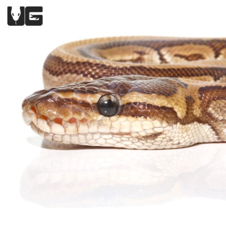 Baby Bamboo Spider Ball Python For Sale - Underground Reptiles