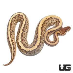 Baby Bamboo Spider Ball Python For Sale - Underground Reptiles