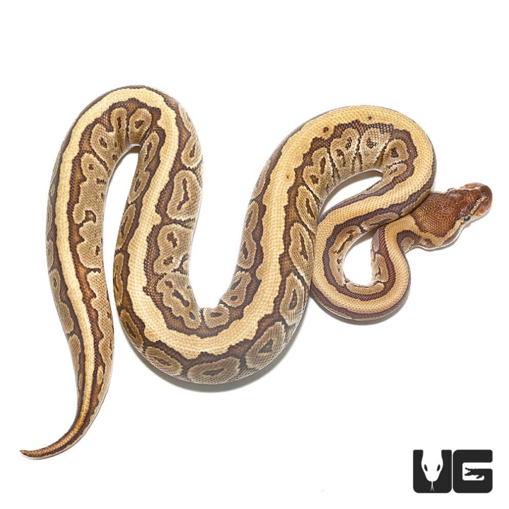 Baby Bamboo Spider Ball Python For Sale - Underground Reptiles