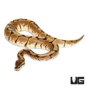 Female Yellowbelly Het Pied Ball Python For Sale - Underground Reptiles
