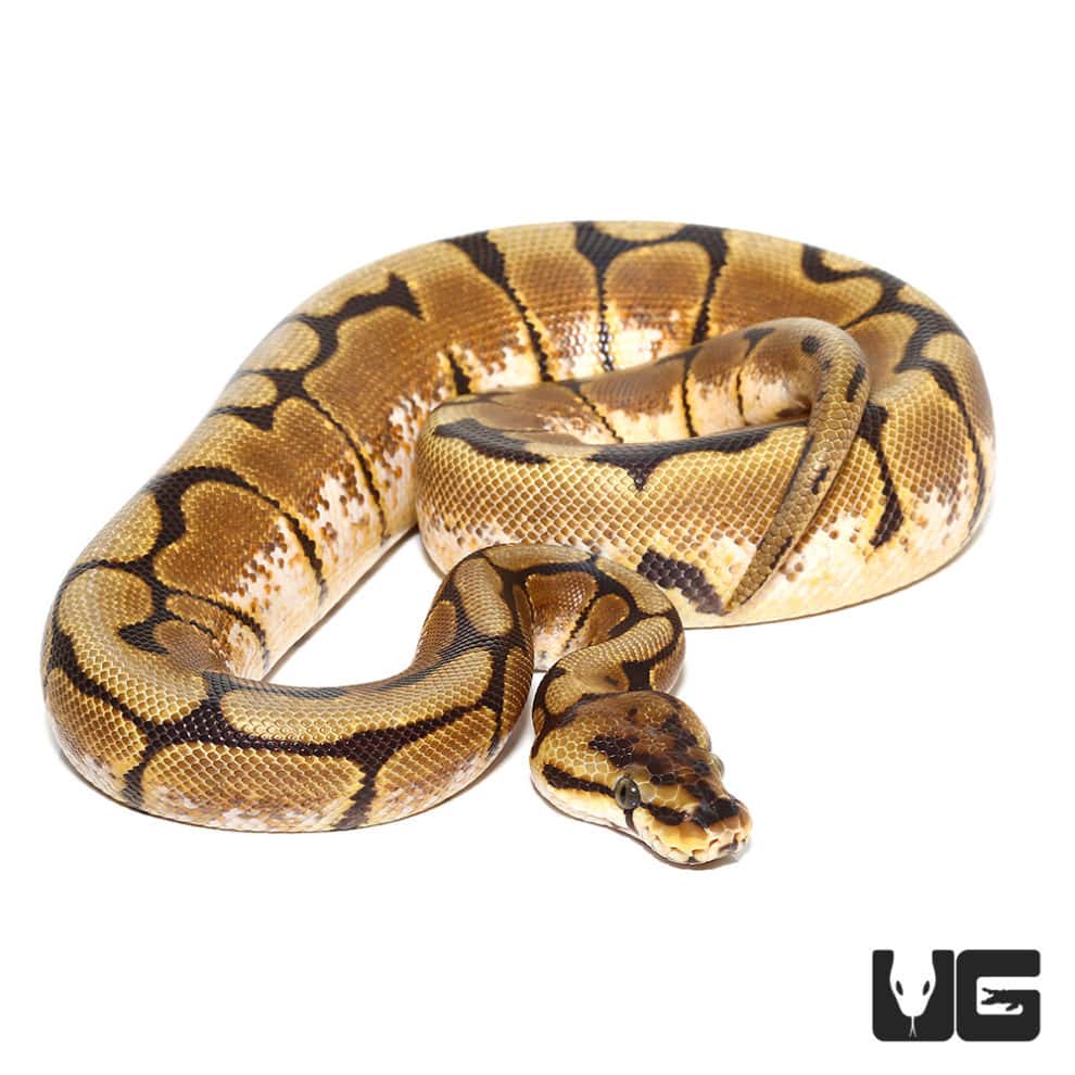 Female Yellowbelly Het Pied Ball Python For Sale - Underground Reptiles