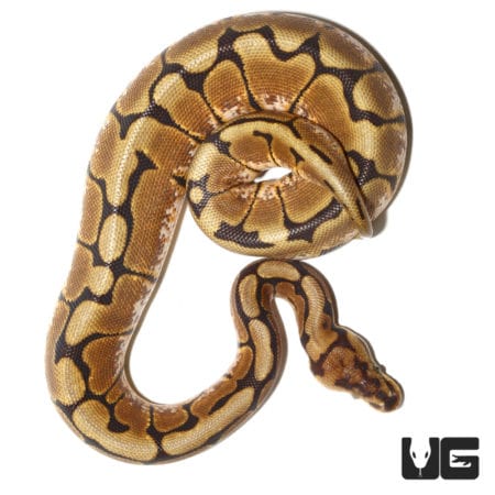 Female Yellowbelly Het Pied Ball Python For Sale - Underground Reptiles