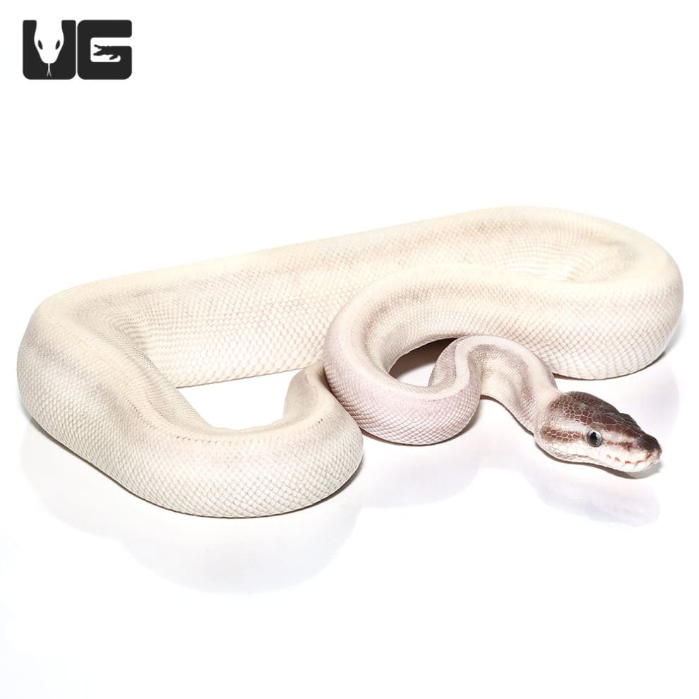Yearling Female Super Mojave Ball Python Python Regius For Sale