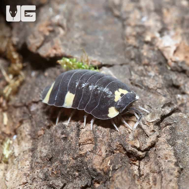 Yellow Panda Isopods (Merulanella bicolorata) For Sale - Underground ...