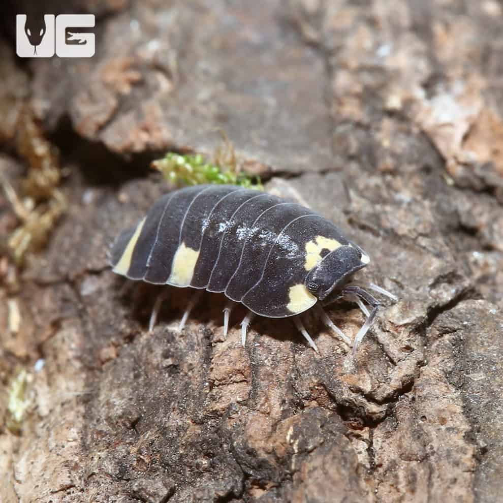 Yellow Panda Isopods (Merulanella bicolorata) For Sale - Underground ...