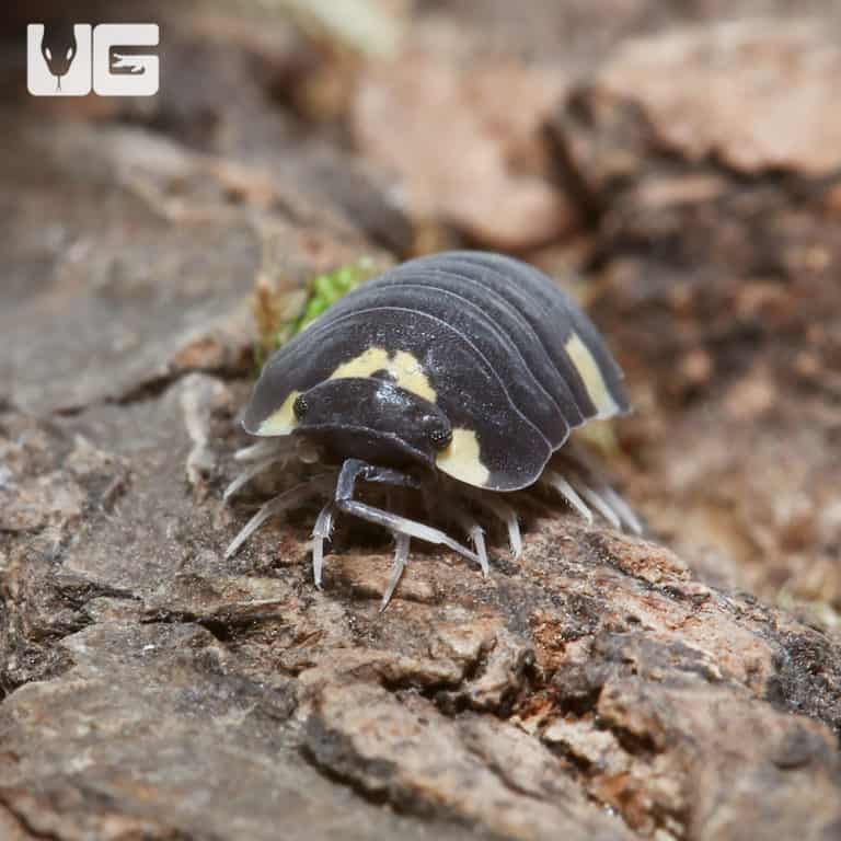 Yellow Panda Isopods (Merulanella bicolorata) For Sale - Underground ...