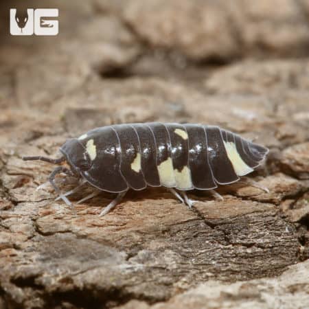 Yellow Panda Isopods (Merulanella bicolorata) For Sale - Underground ...