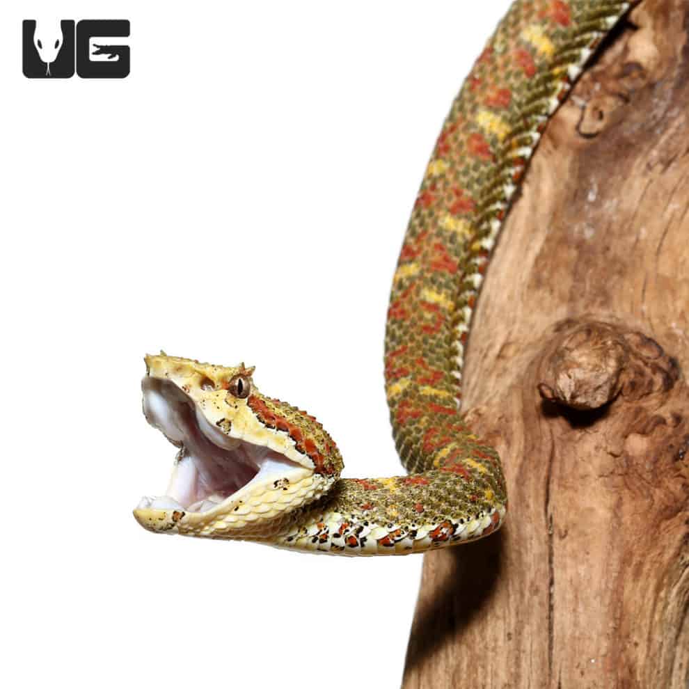 2018 Female Christmas Tree Eyelash Viper (Bothriechis schlegelii) For ...