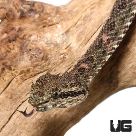 2019 Male Christmas Tree Eyelash Viper (Bothriechis schlegelii) For ...