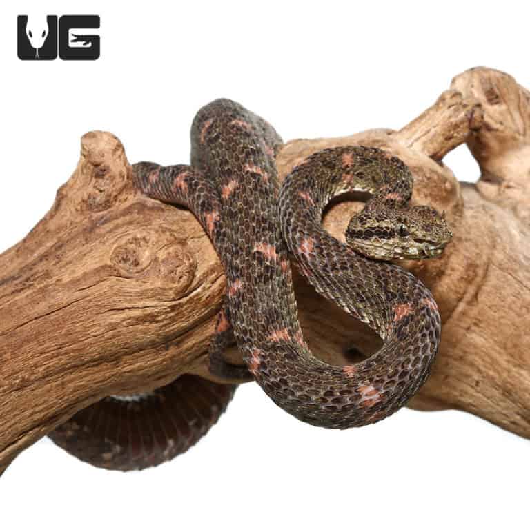 2019 Male Christmas Tree Eyelash Viper (Bothriechis schlegelii) For ...