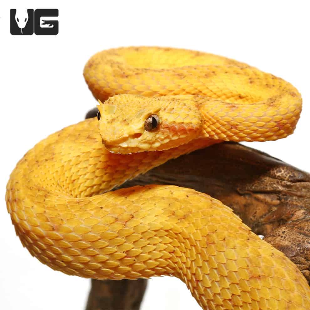 Venomous Snakes & Lizards For Sale - Underground Reptiles