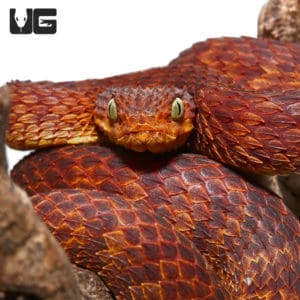 2021 Female Dark Red Squamigera Bush Viper (Atheris squamigera) For ...