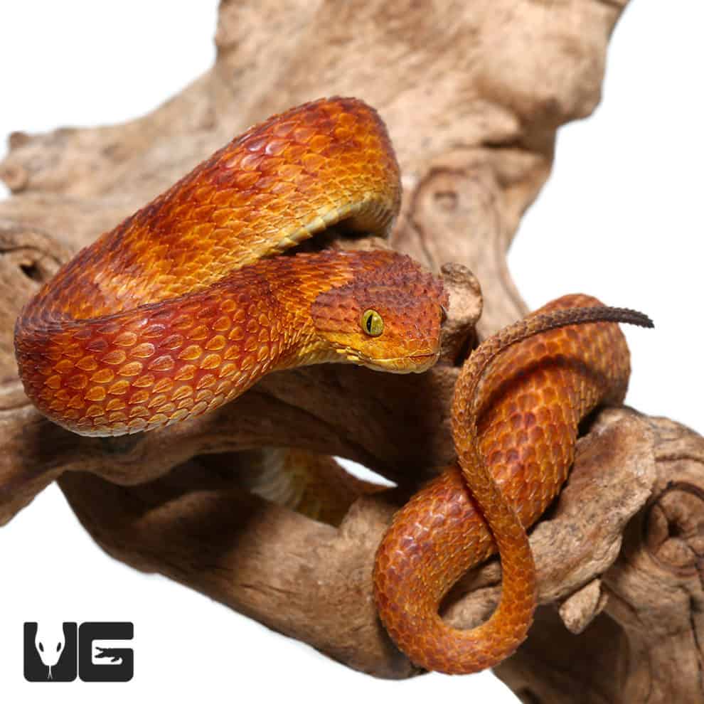2021 Female Orange With Red Stripes Squamigera Bush Viper (Atheris ...