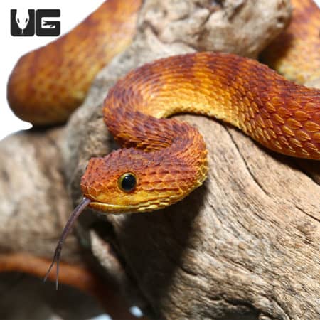 2021 Female Orange With Red Stripes Squamigera Bush Viper (Atheris ...